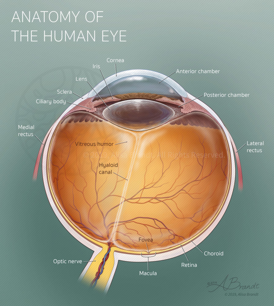 Anatomy of the Human Eye – Alisa Brandt's Portfolio